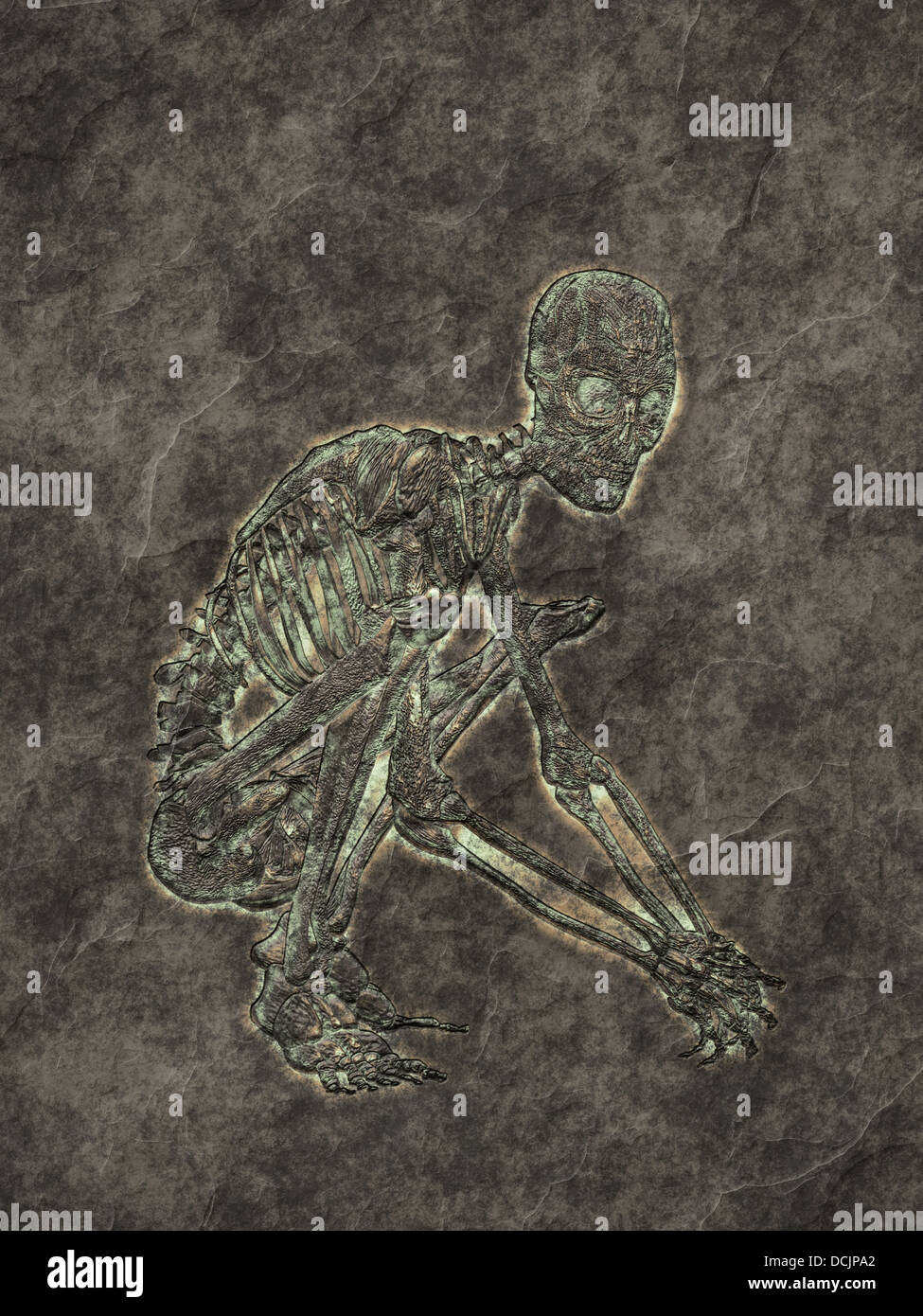 Real skeleton hi-res stock photography and images - Alamy
