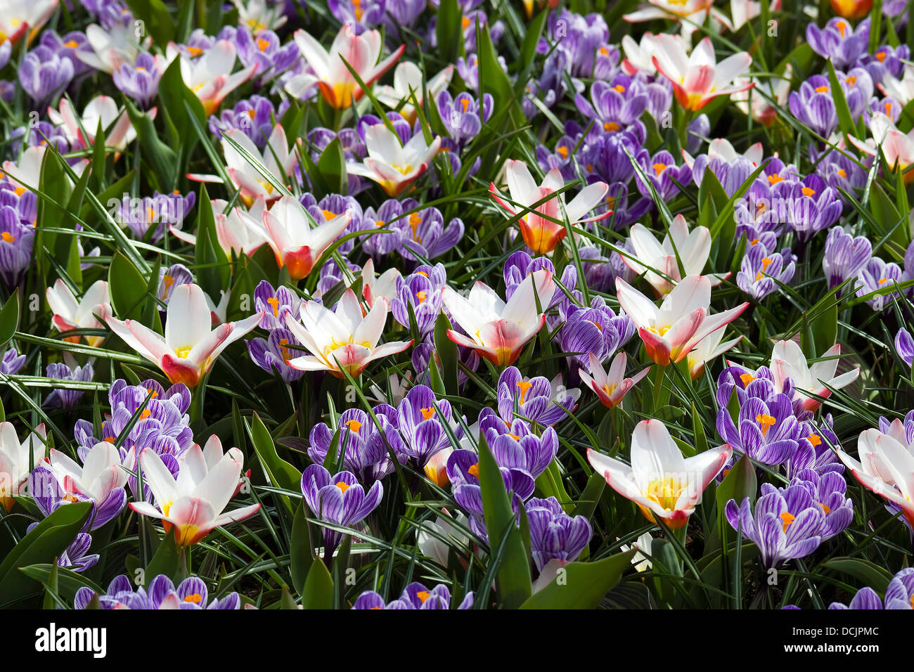 Mix crocus flowers hi-res stock photography and images - Alamy