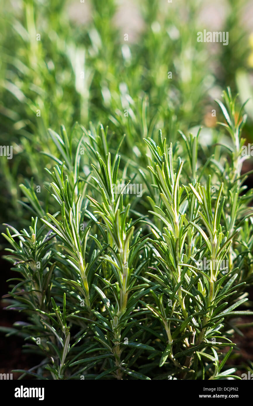 rosemary (rosmarinus officinalis Stock Photo - Alamy