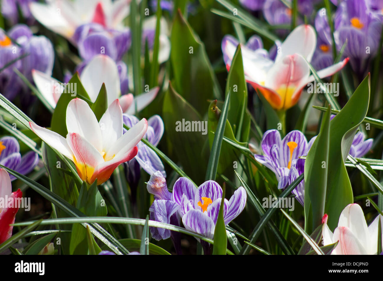 Colorful spring flowers in the park Stock Photo - Alamy