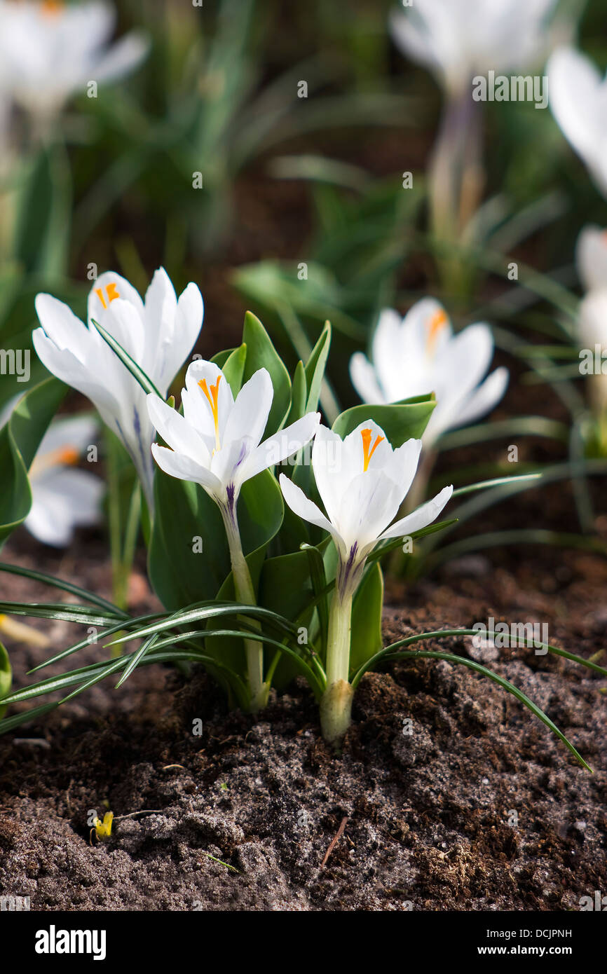 white crocus flowers Stock Photo - Alamy