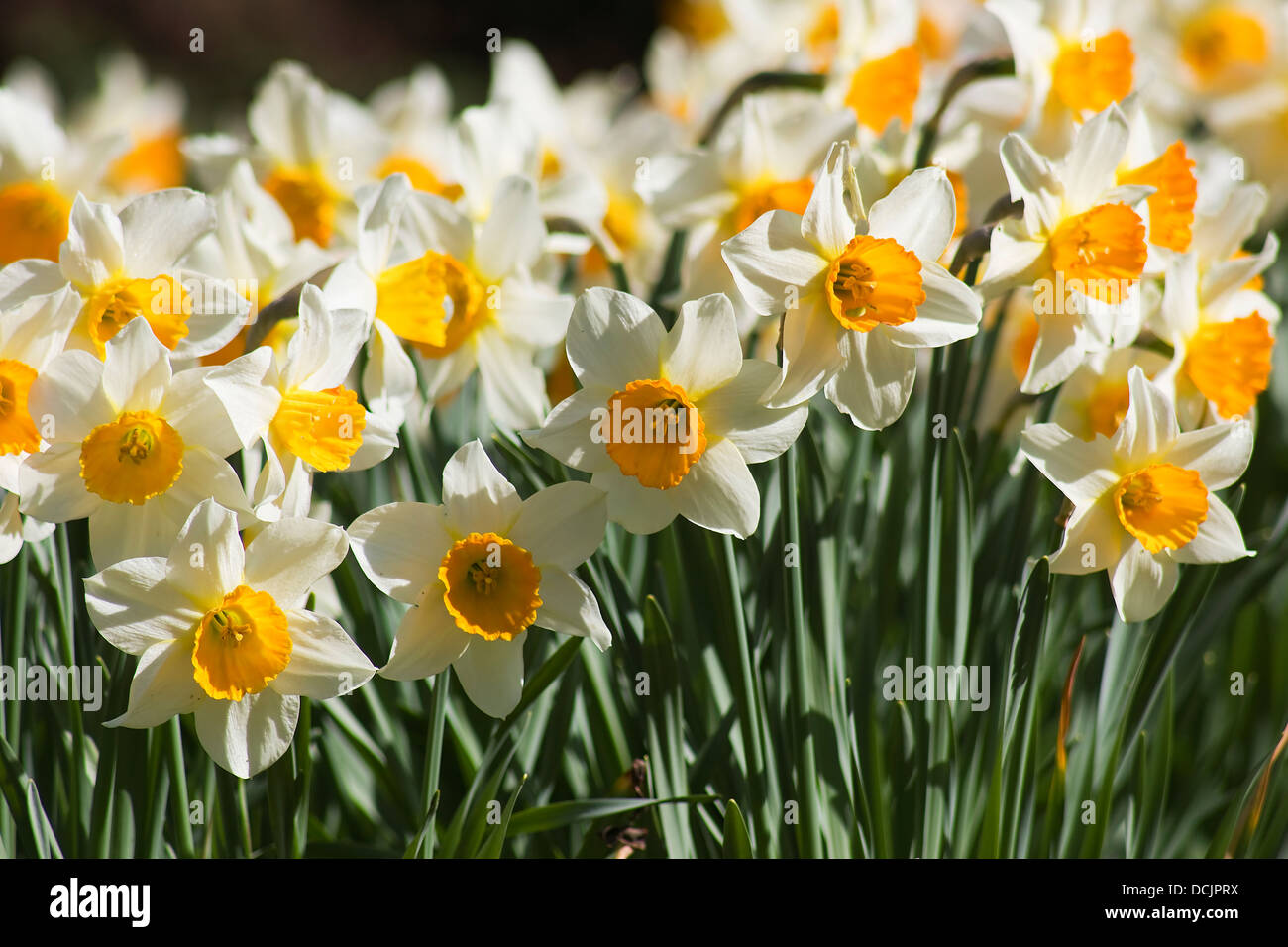 narcissus flowers - sign of spring Stock Photo - Alamy