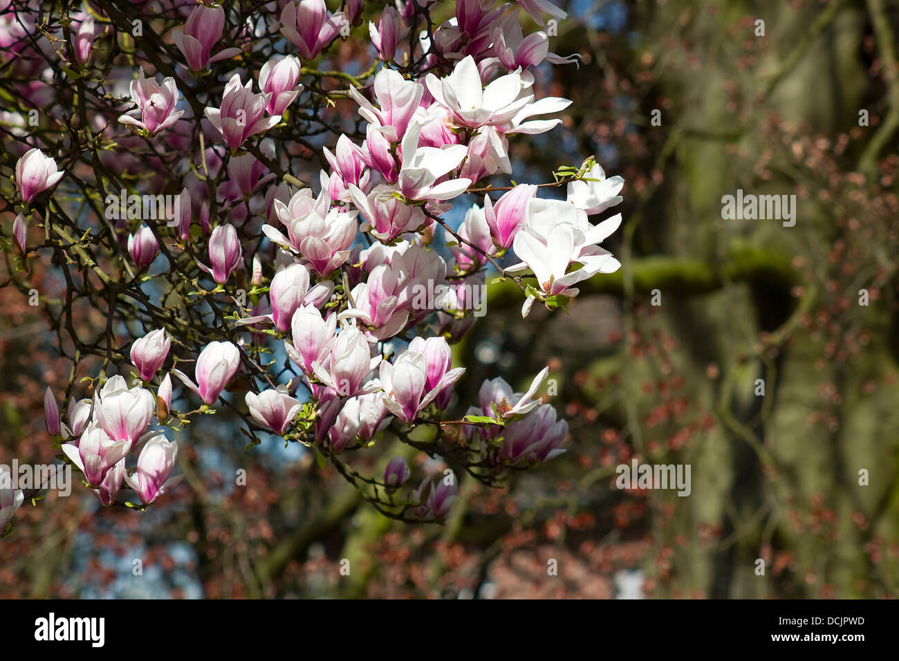 blooming magnolia tree Stock Photo - Alamy