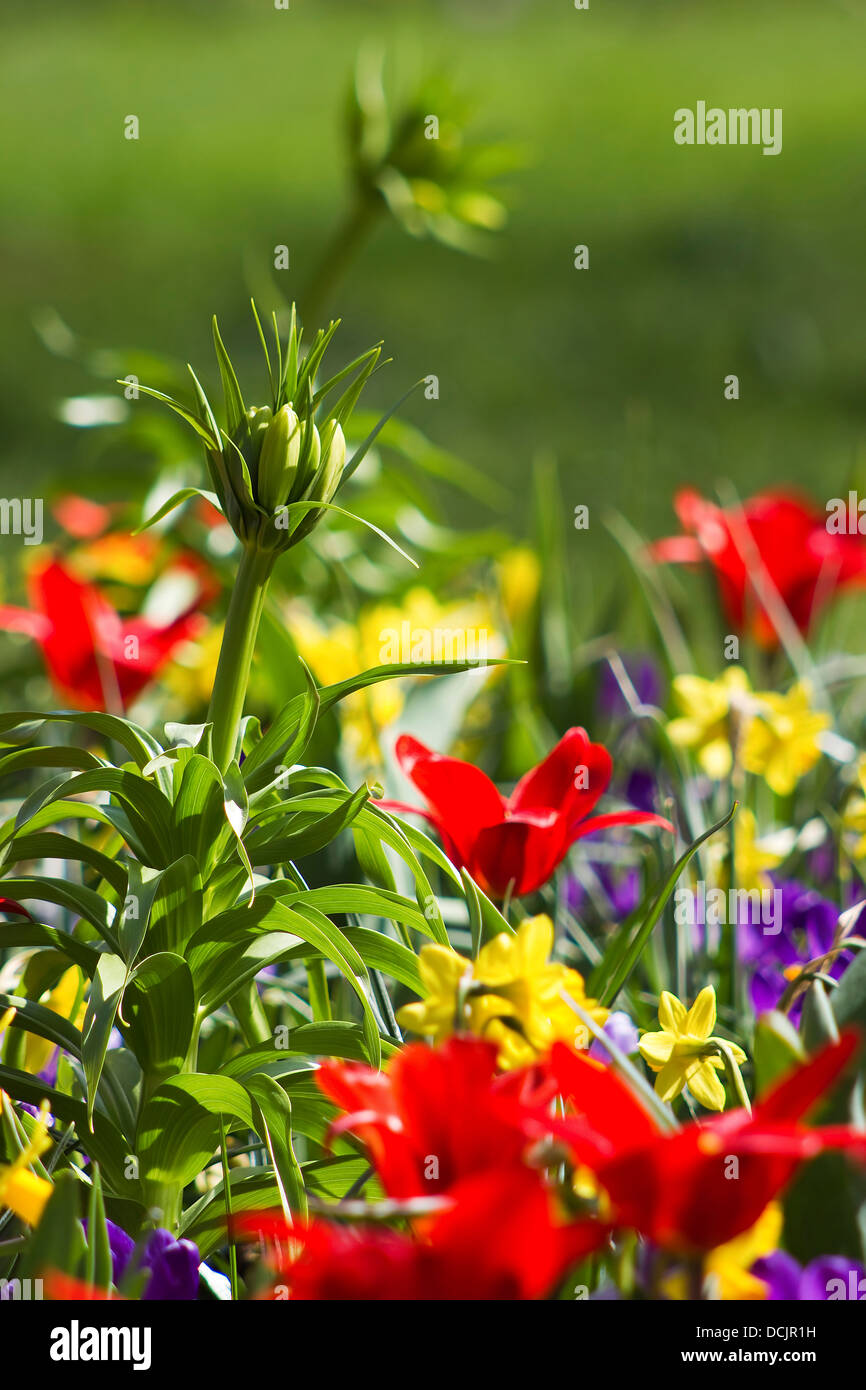 Colorful spring flowers in the park Stock Photo - Alamy