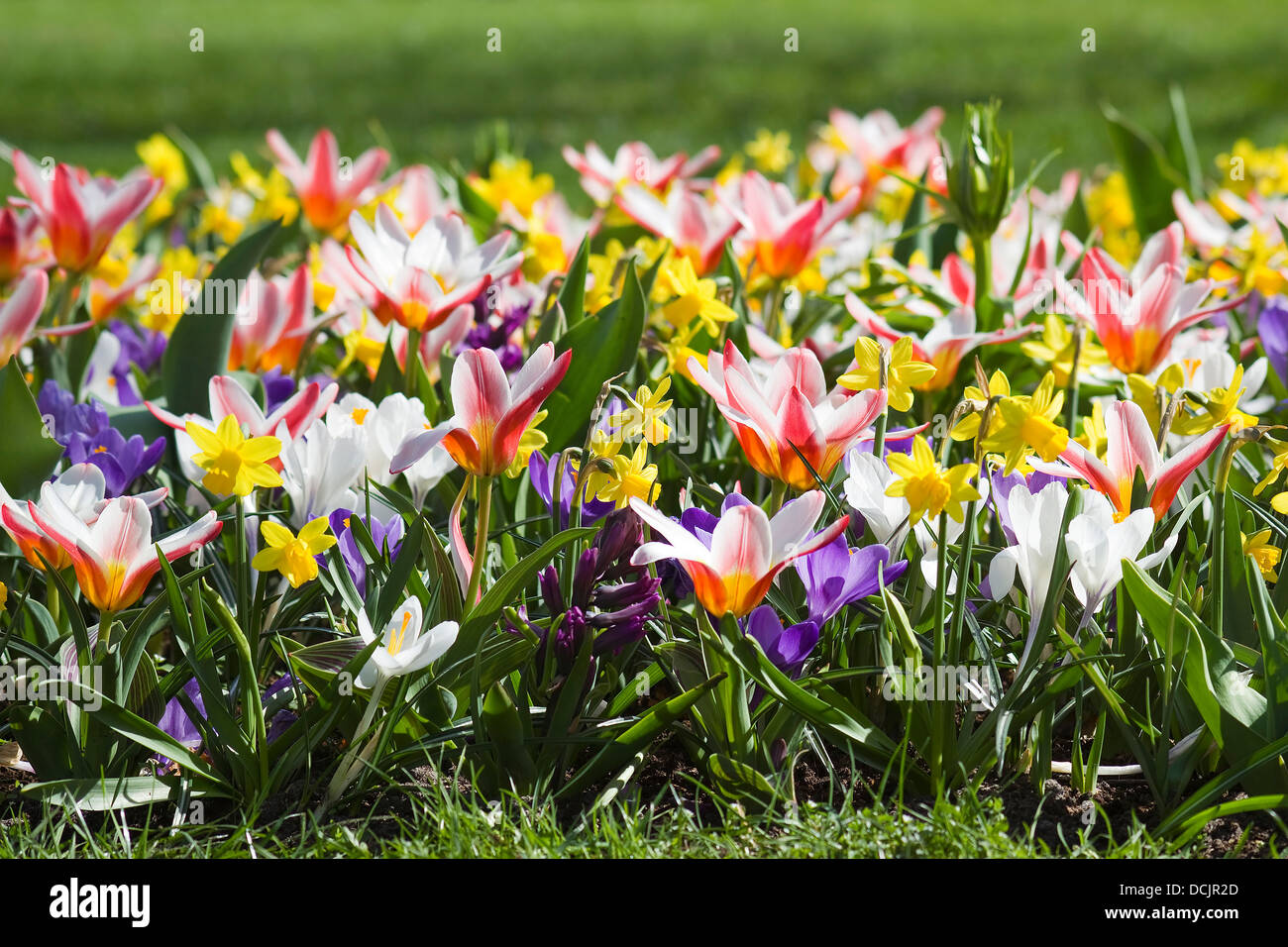 Colorful spring flowers in the park Stock Photo - Alamy