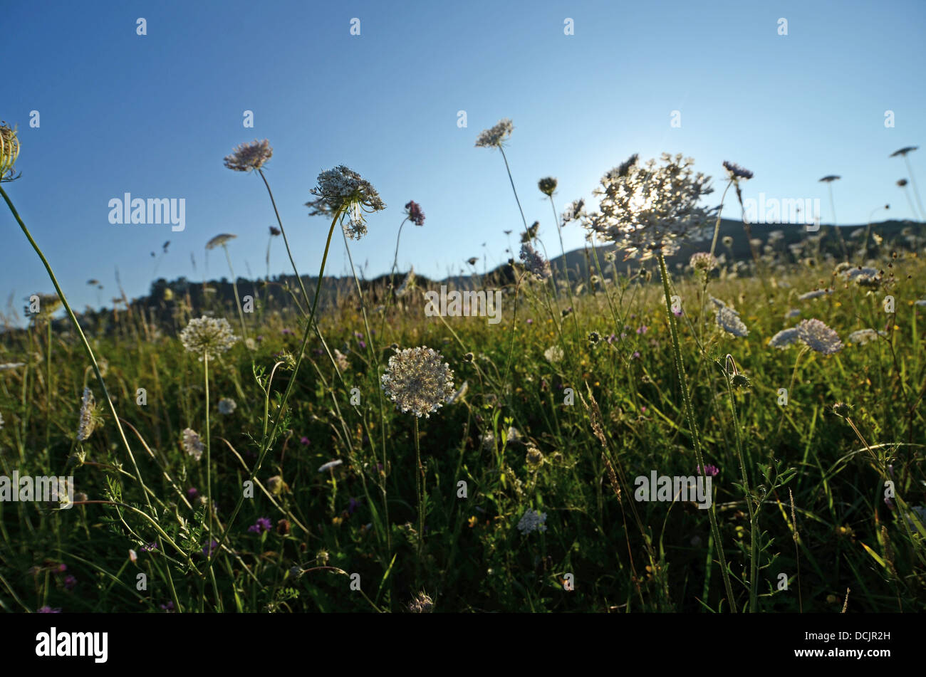 Plants and flowers in a field of Niembro, Asturias, Spain Stock Photo ...