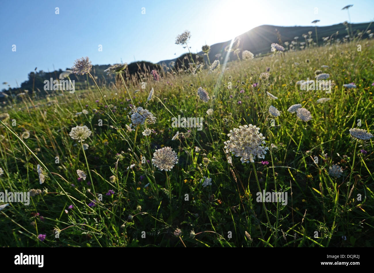 Plants and flowers in a field of Niembro, Asturias, Spain Stock Photo ...