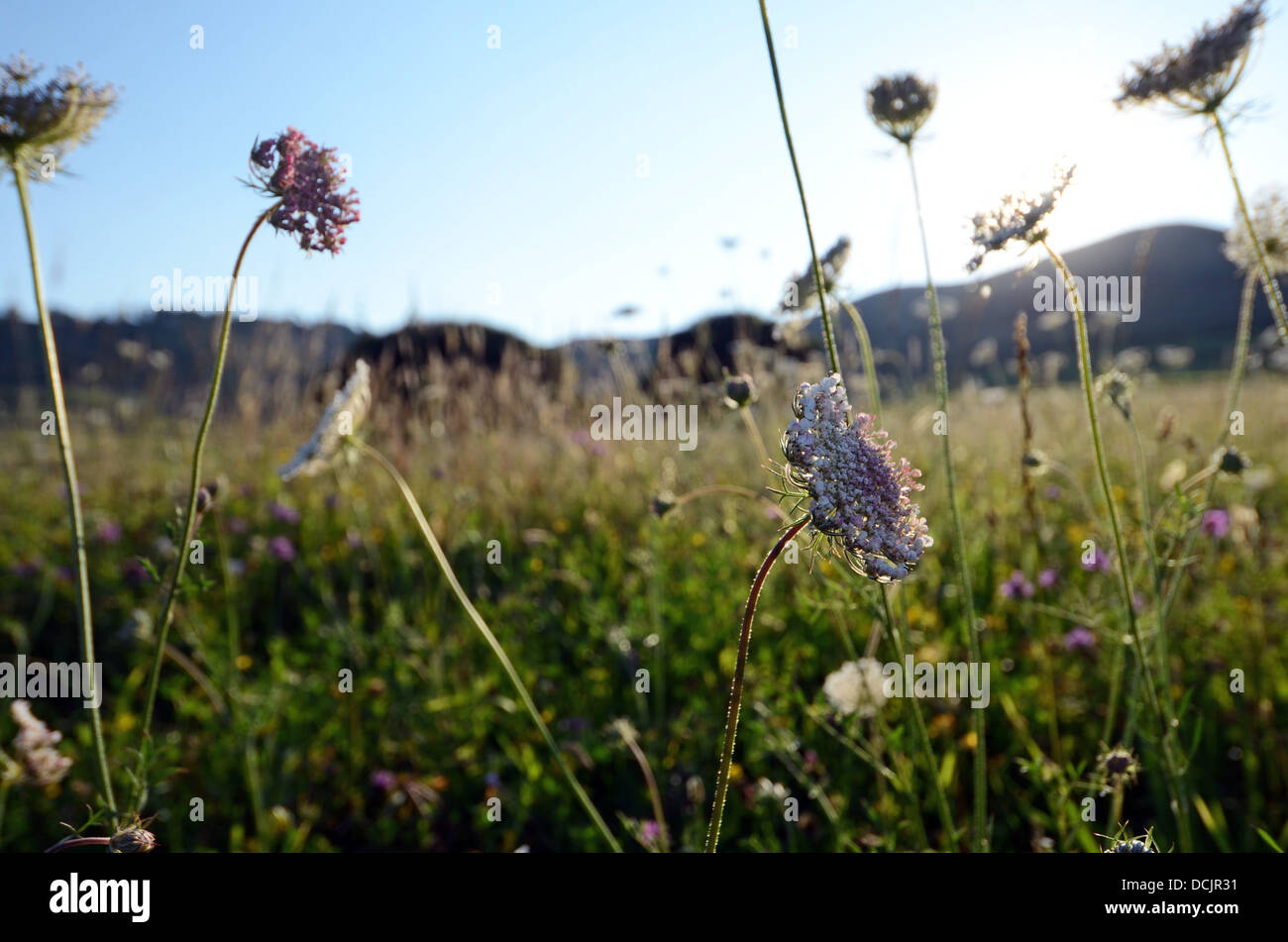 Asturias flora hi-res stock photography and images - Alamy