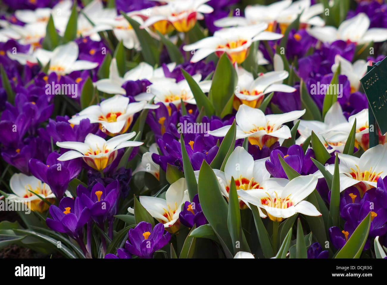 Mix crocus flowers hi-res stock photography and images - Alamy