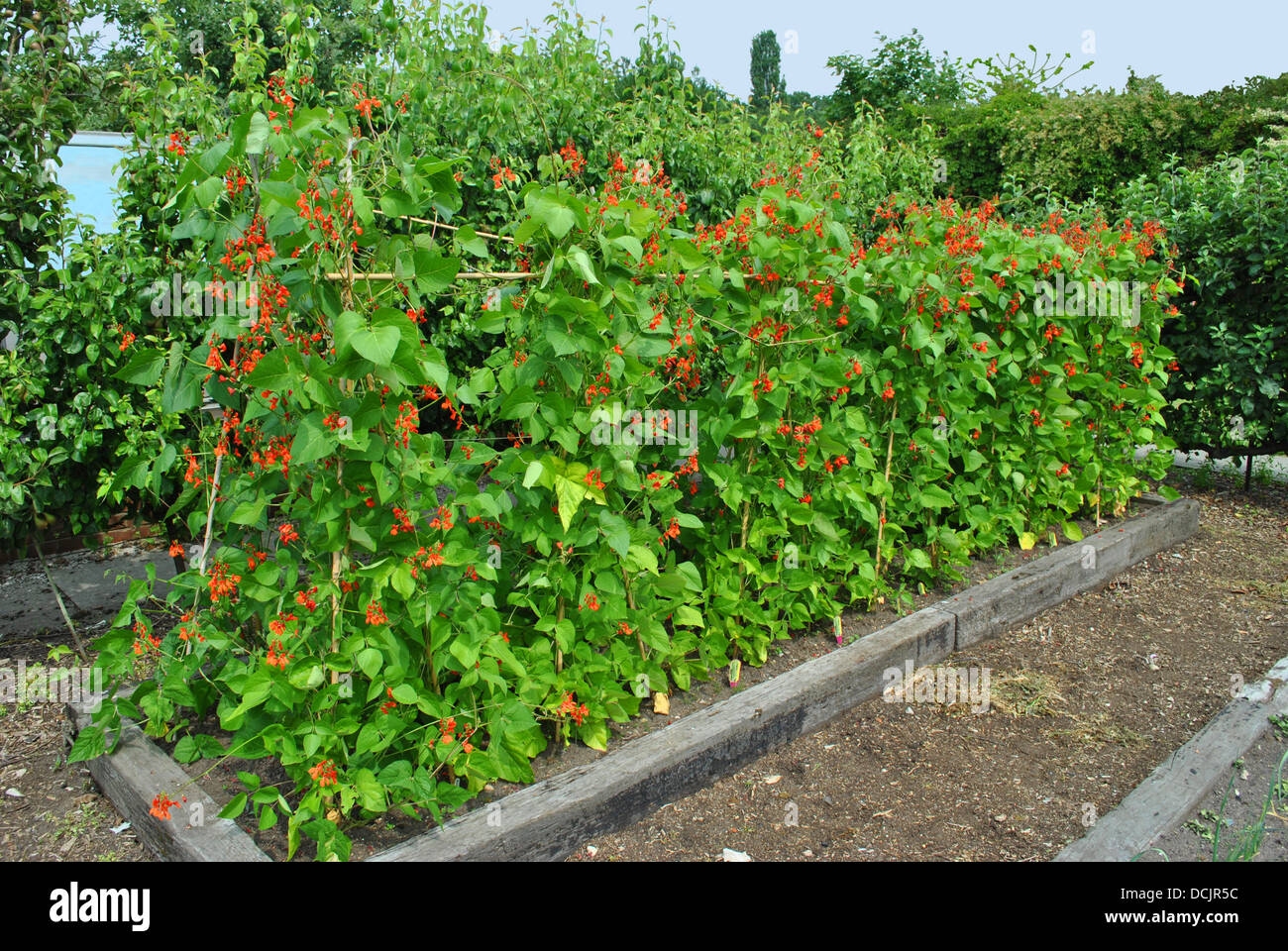 Runner beans Latin name Phaseolus coccineus 'Enorma' Stock Photo - Alamy
