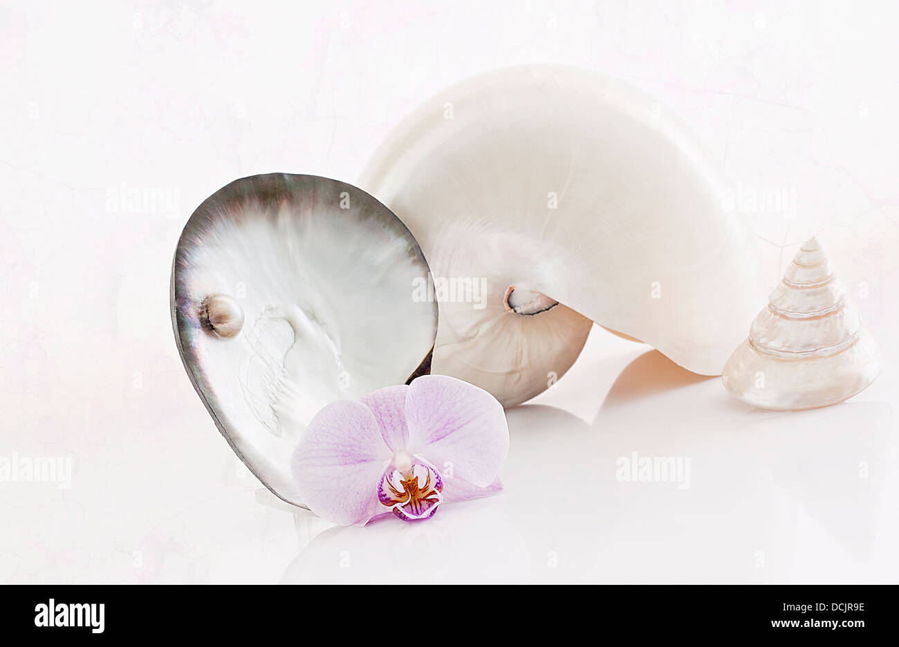 Pearl shells hi-res stock photography and images - Alamy