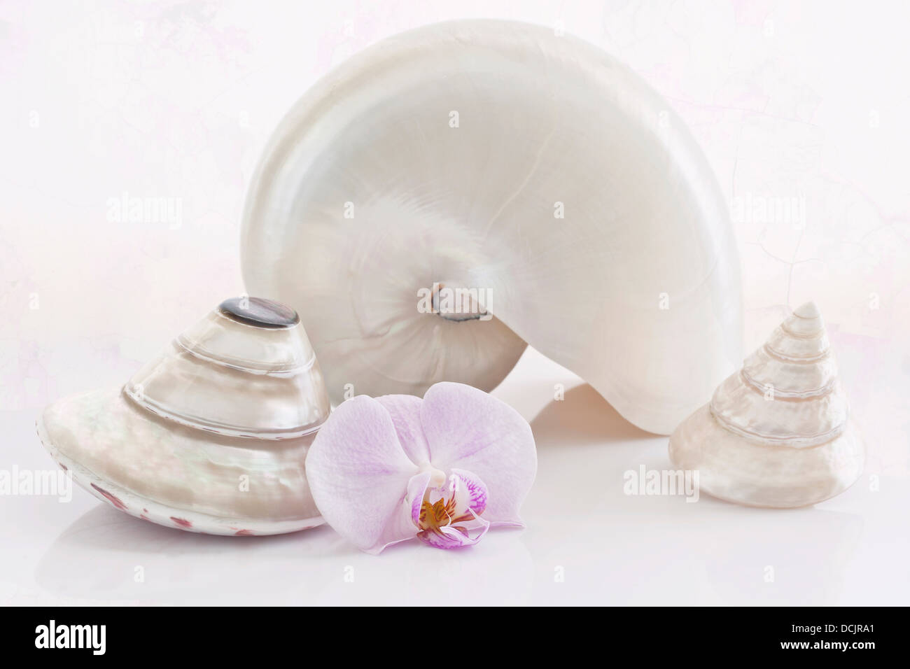 Fossil seashells hi-res stock photography and images - Alamy