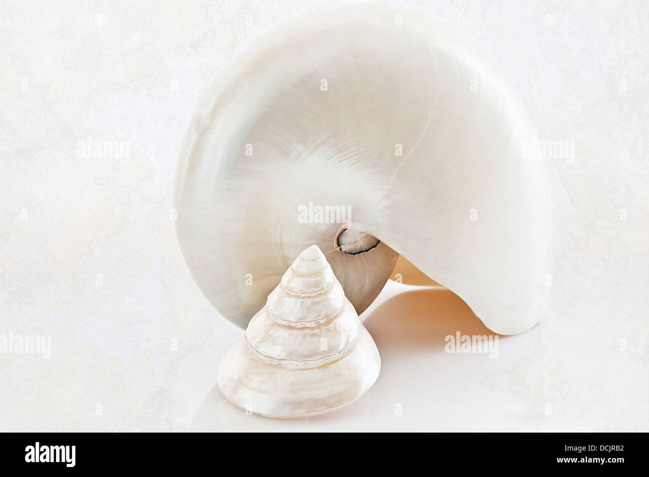 Fossil cone hi-res stock photography and images - Alamy