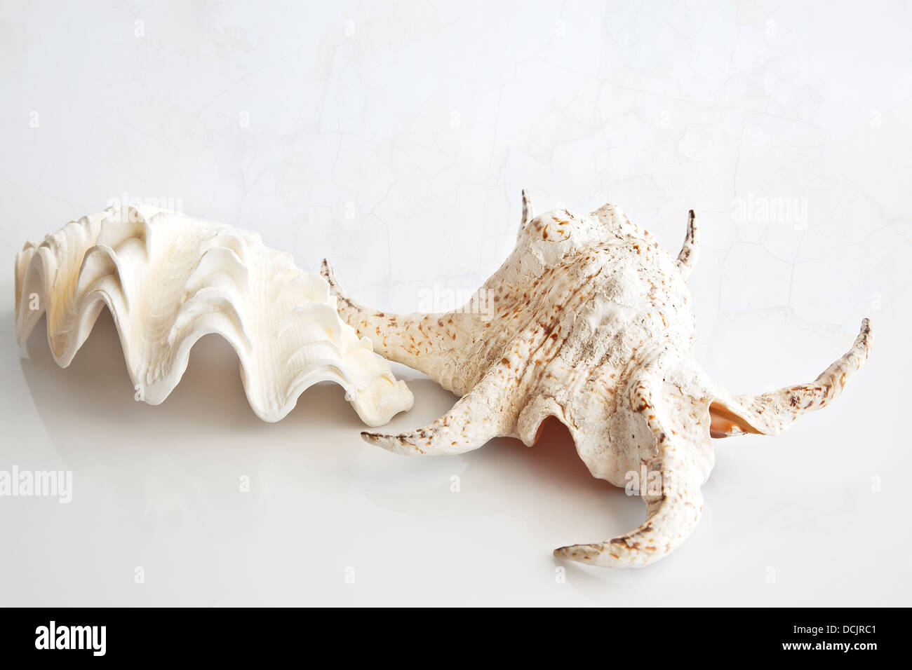 Tridacna shell hi-res stock photography and images - Alamy