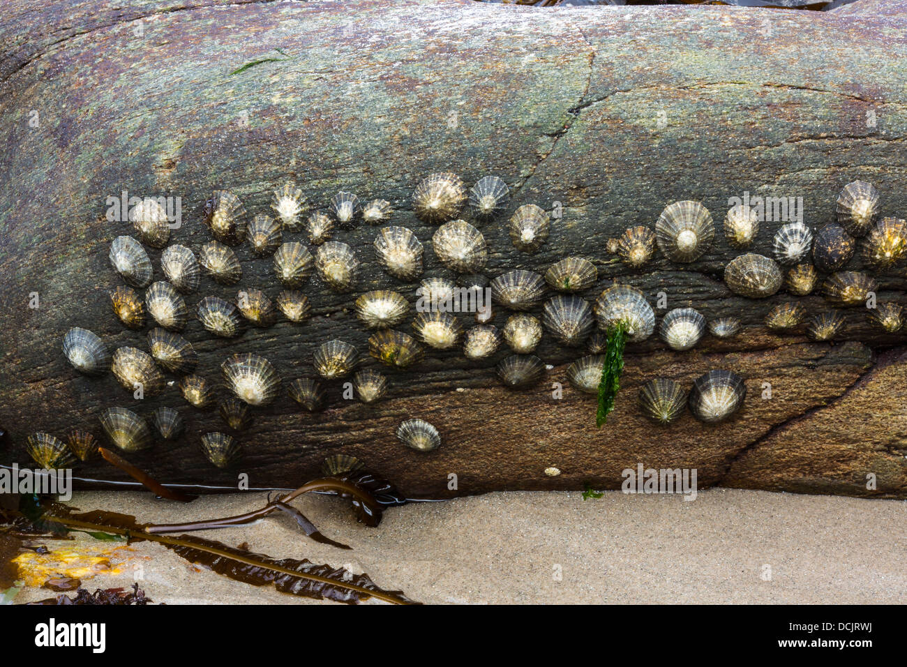 Limpets on rock hi-res stock photography and images - Alamy