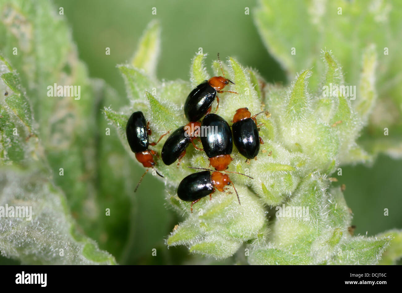 Small black bugs hi-res stock photography and images - Alamy