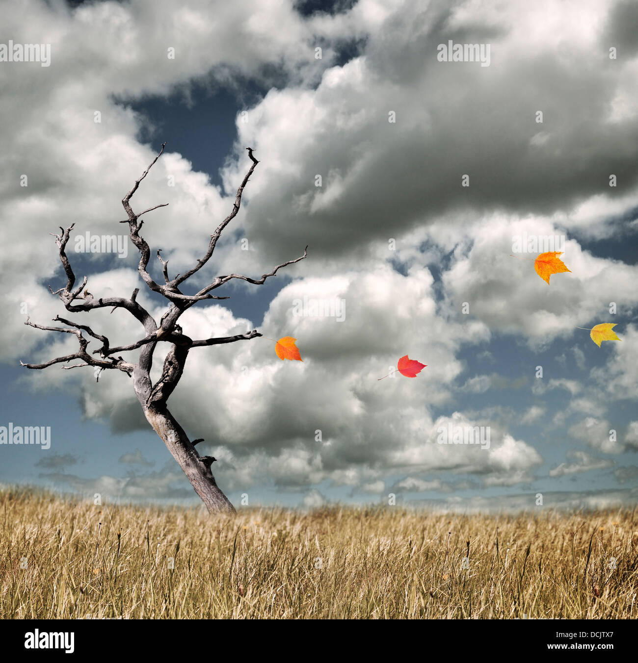 Tree lonely hi-res stock photography and images - Alamy