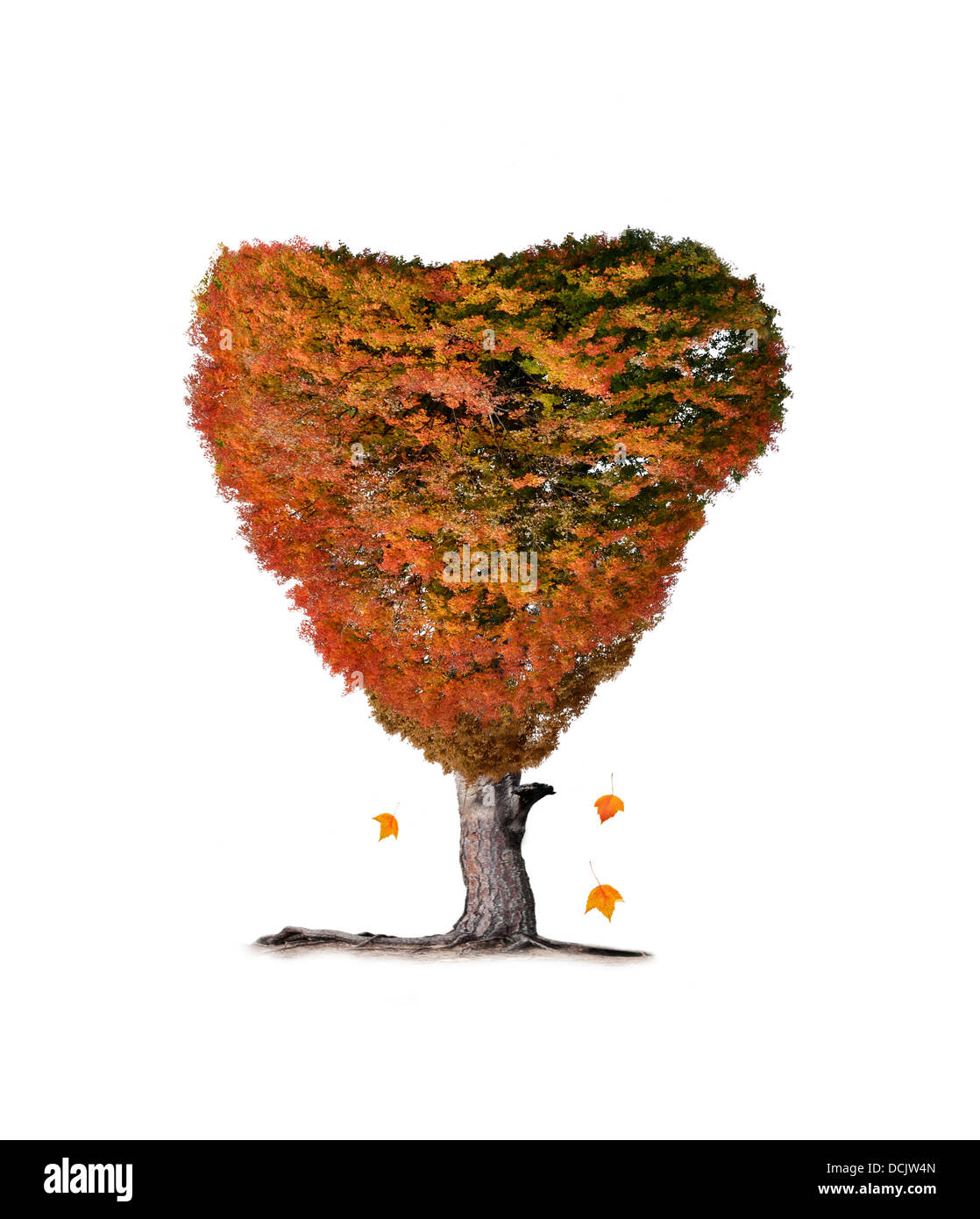 Colorful Fall Tree On White Background Stock Photo - Alamy