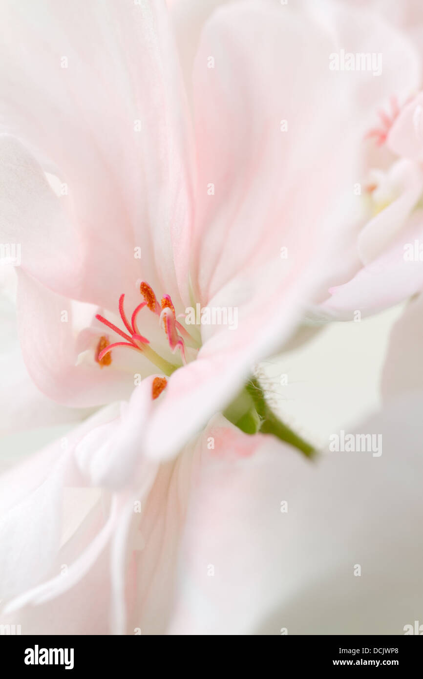 Details of a flower Stock Photo - Alamy
