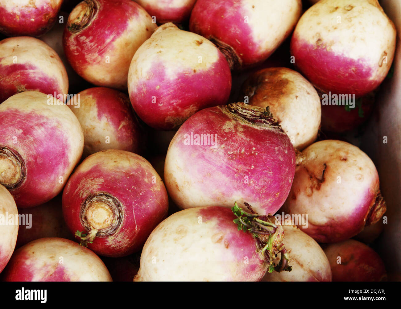 Turnip pattern hi-res stock photography and images - Alamy