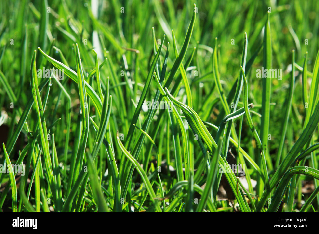 Grass shape hi-res stock photography and images - Alamy