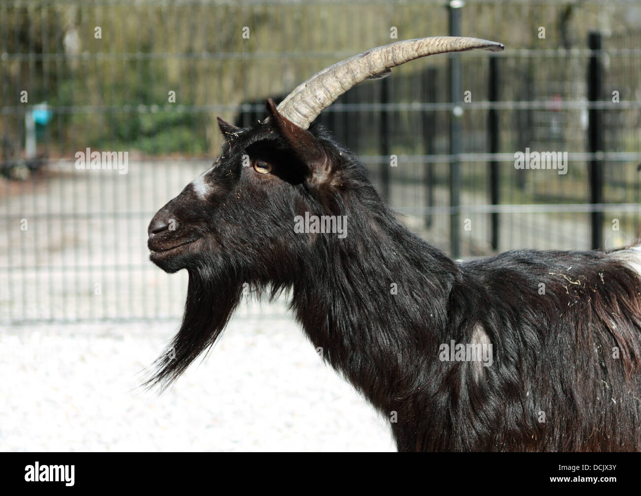 Strong male goat hi-res stock photography and images - Alamy