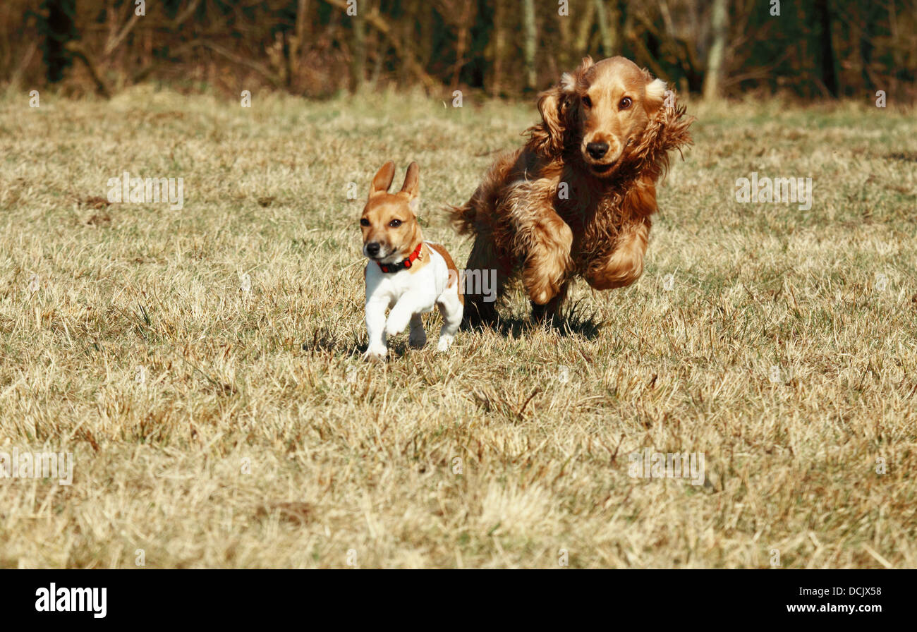 two running dogs Stock Photo - Alamy