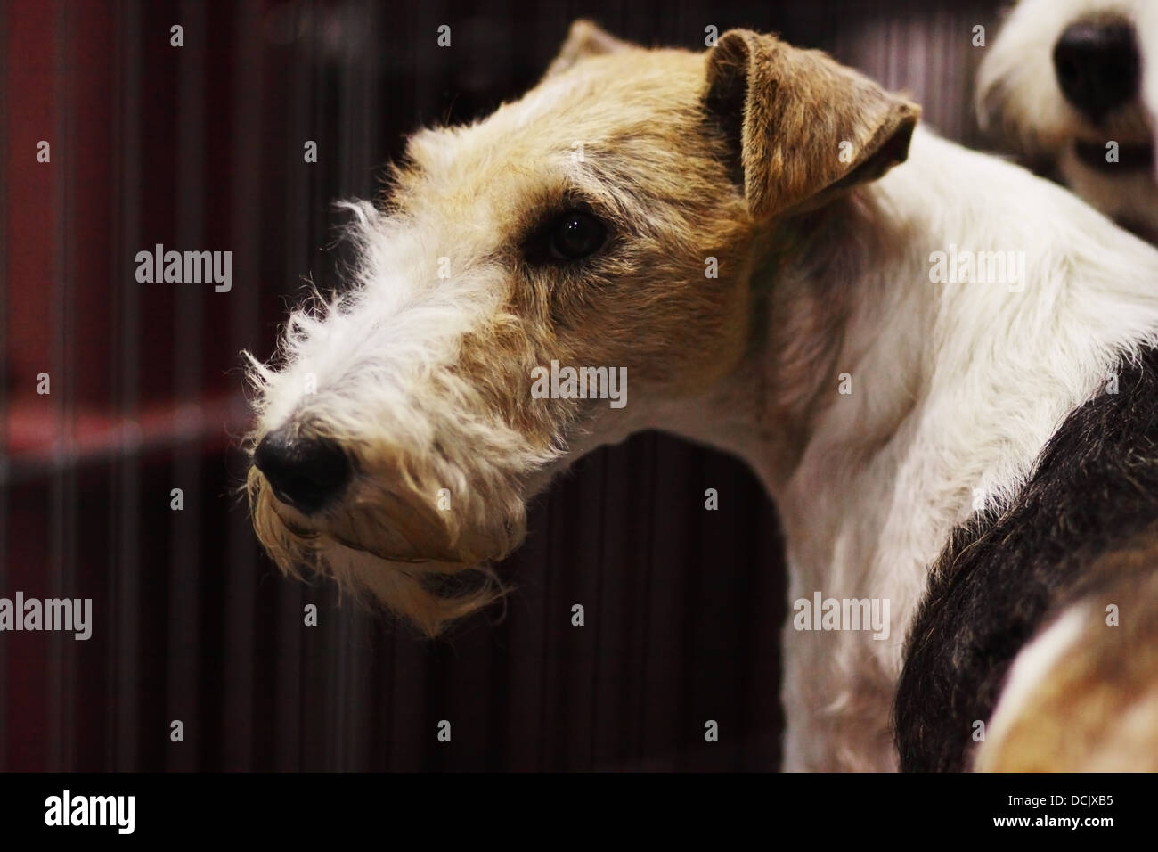 Foxterrier dog hi-res stock photography and images - Alamy