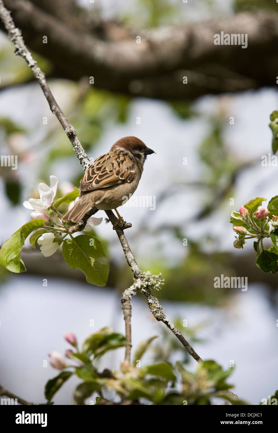 Bird in a tree Stock Photo - Alamy