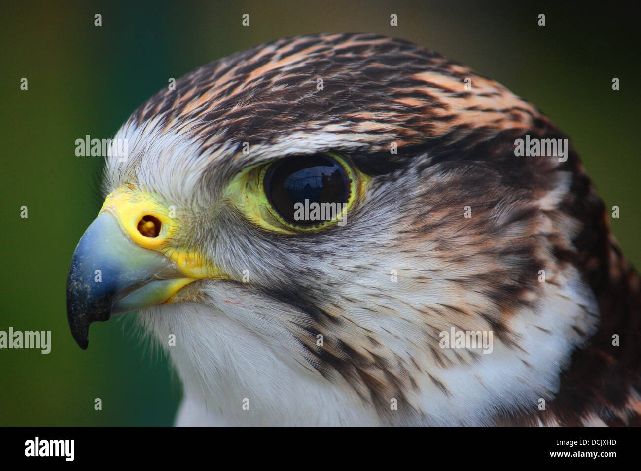close up portrait of a harris hawk Stock Photo - Alamy
