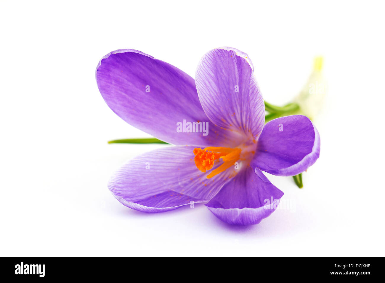 Blue ground flowers Cut Out Stock Images & Pictures - Alamy