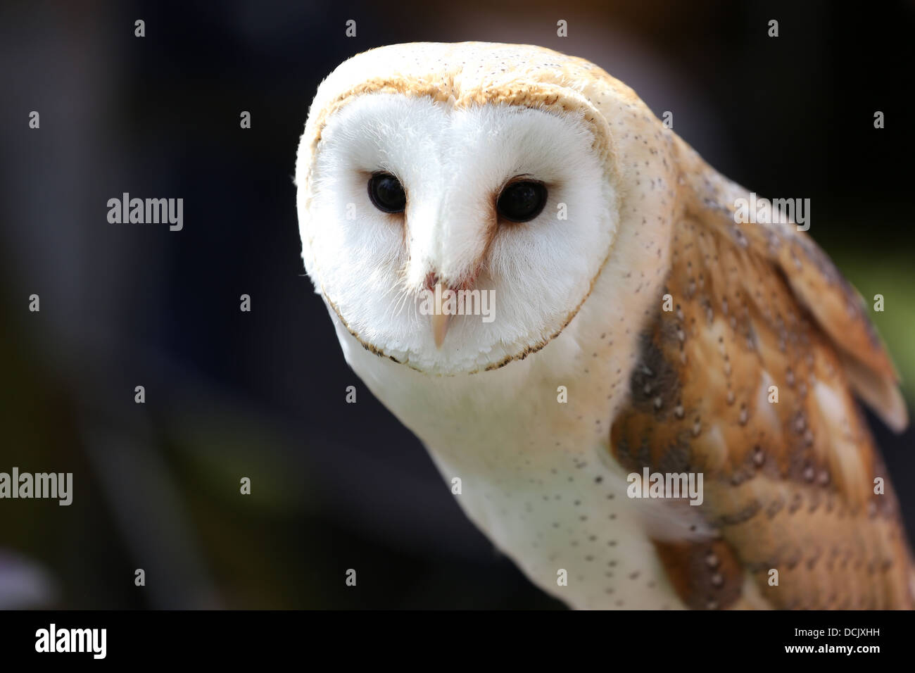 Barn owl owls hi-res stock photography and images - Alamy