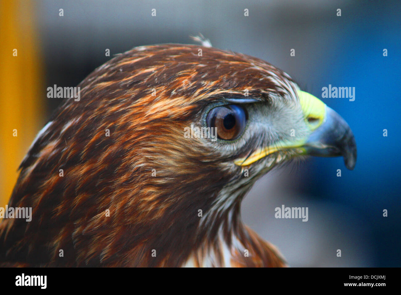 close up portrait of a harris hawk Stock Photo - Alamy