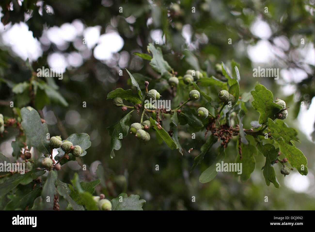 Acorns growing on oak tree hi-res stock photography and images - Alamy