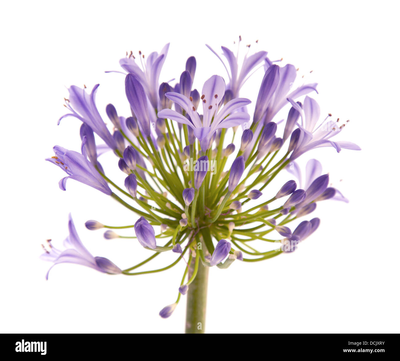 African Lily isolated on white Stock Photo - Alamy
