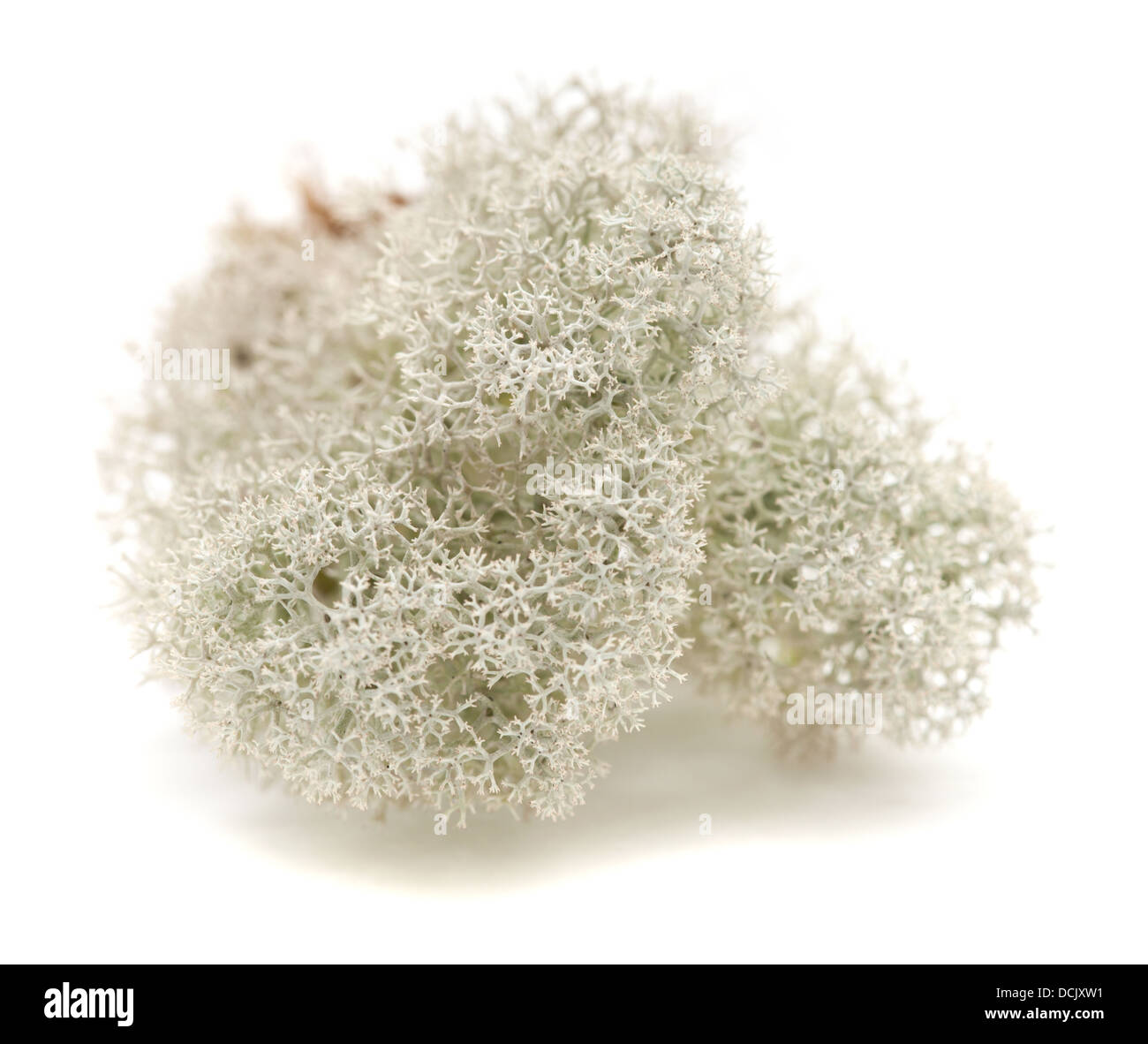 Reindeer family Cut Out Stock Images & Pictures - Alamy