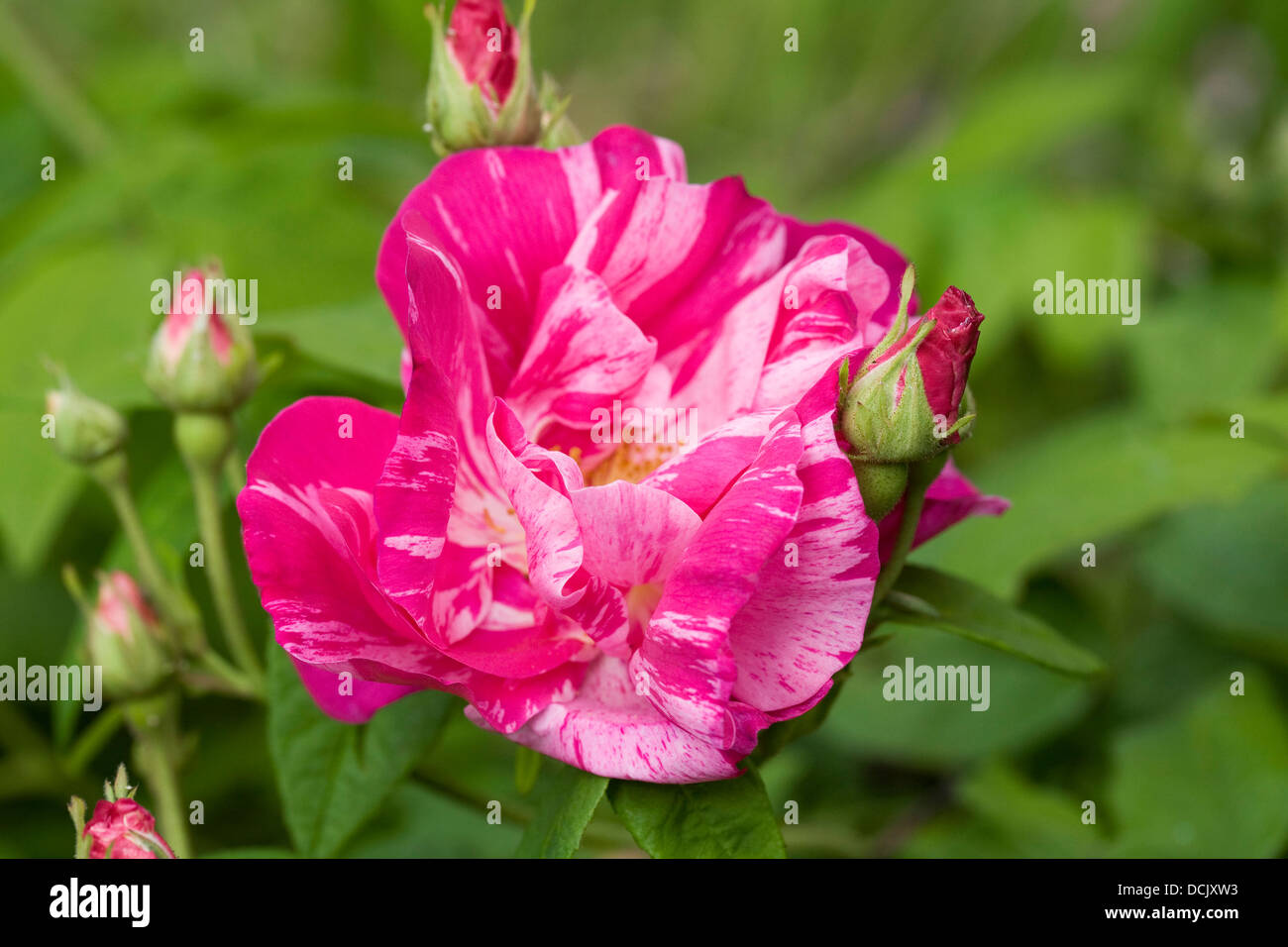 Rosa gallica 'Versicolor'. Rosa mundi shrub rose in an English garden ...