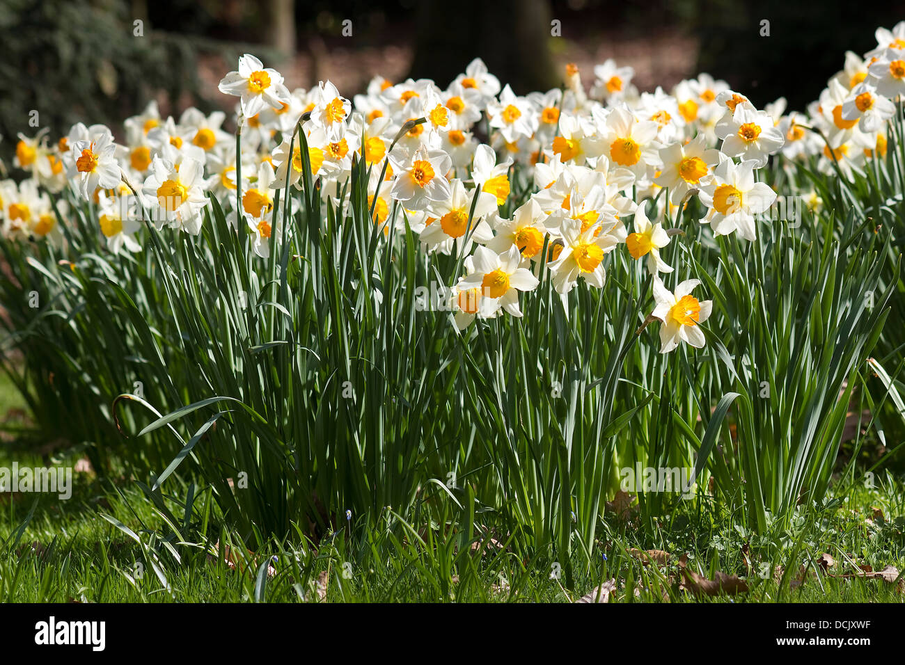narcissus flowers - sign of spring Stock Photo - Alamy