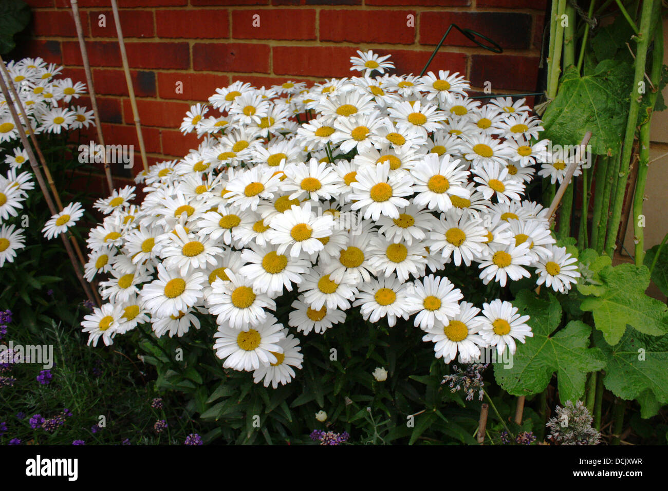 Beautiful white leucanthemum flower Stock Photo - Alamy