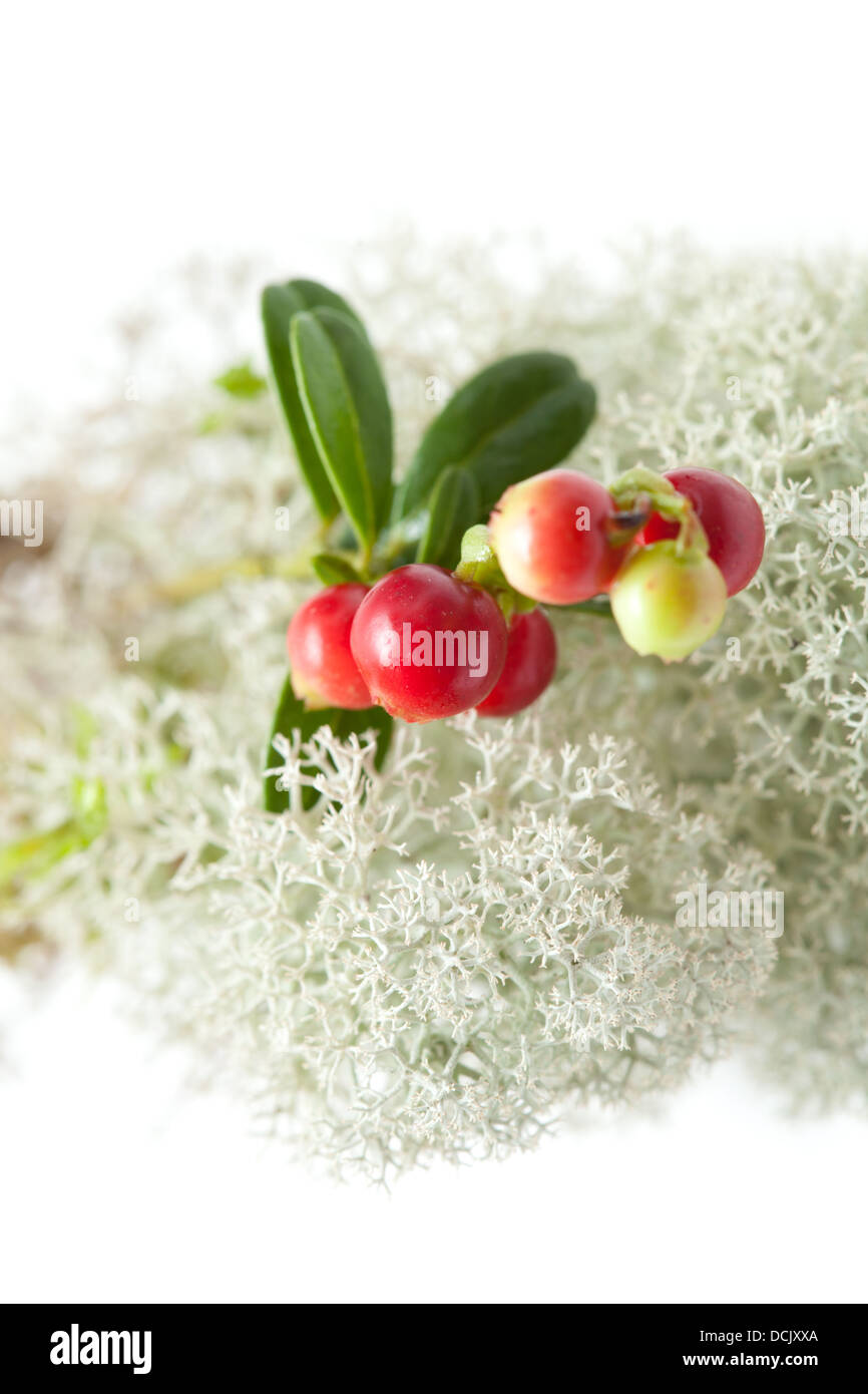 forest arrangement - moss and berries Stock Photo - Alamy