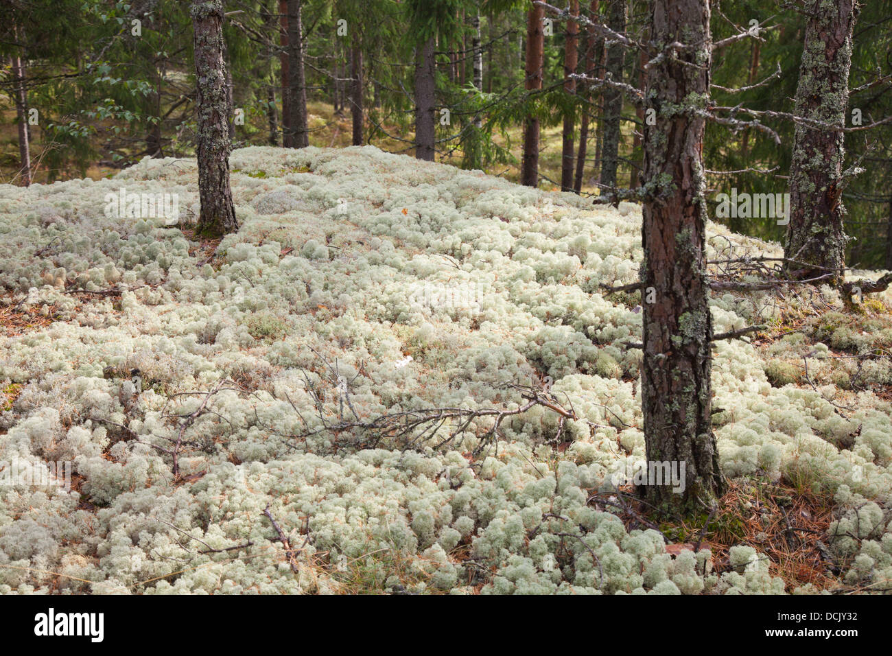 reindeer moss isolated on white Stock Photo - Alamy