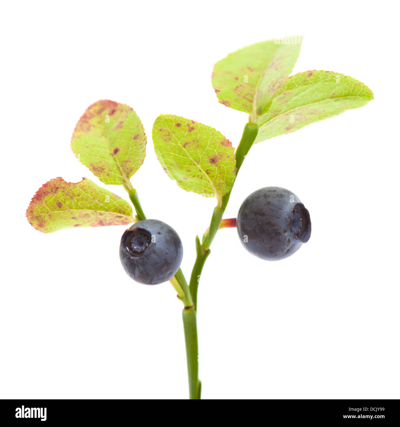 a small branch of bilberry shrub isolated on white background Stock ...