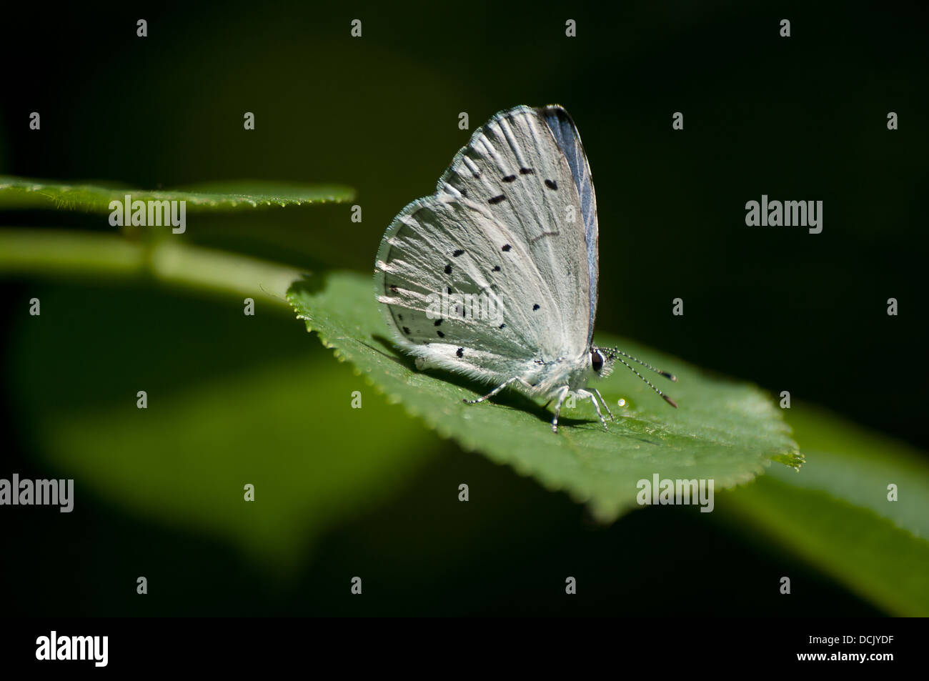 Blue butterfly on a leaf Stock Photo - Alamy