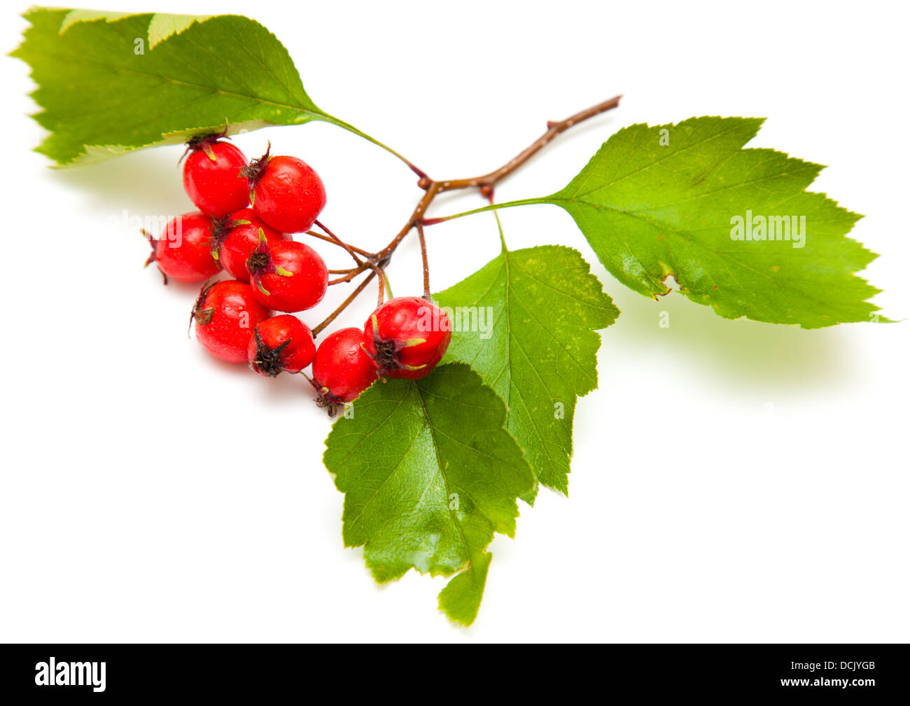 Hawthorn ,Crataegus; thornapple berries cluster isolated on white ...
