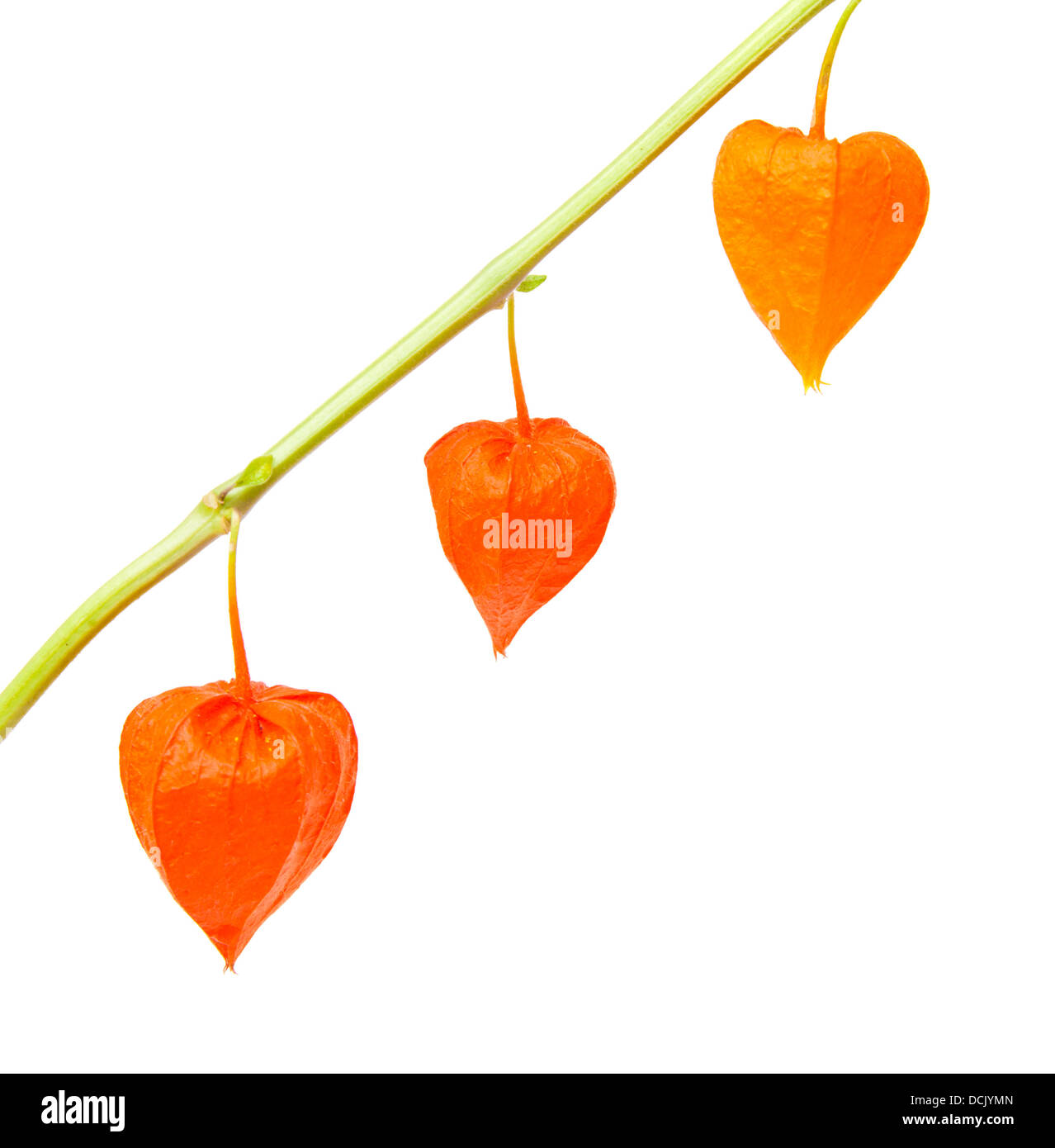 physalis isolated on white Stock Photo - Alamy