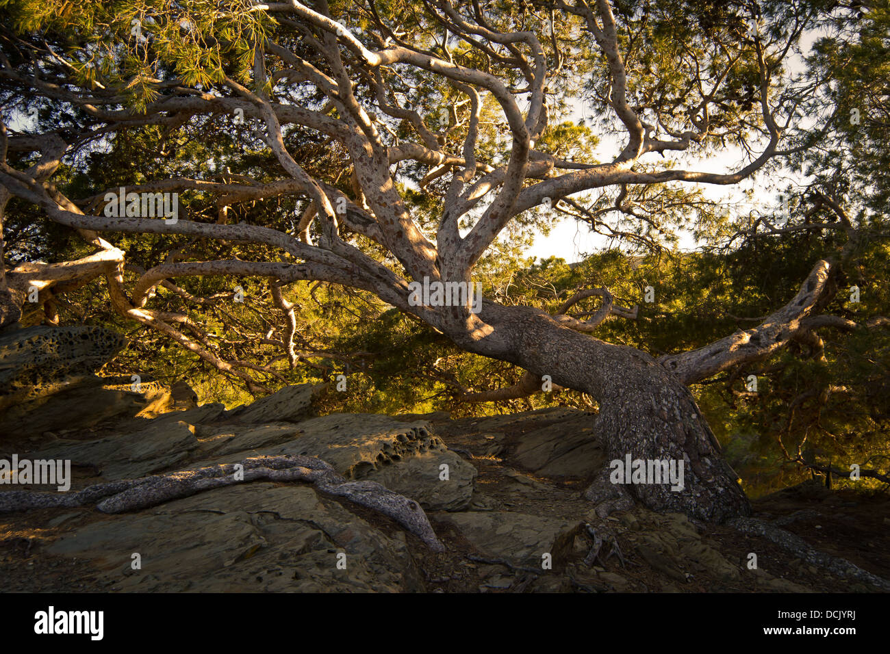 Tree in Cadaqués, Costa Brava Stock Photo - Alamy