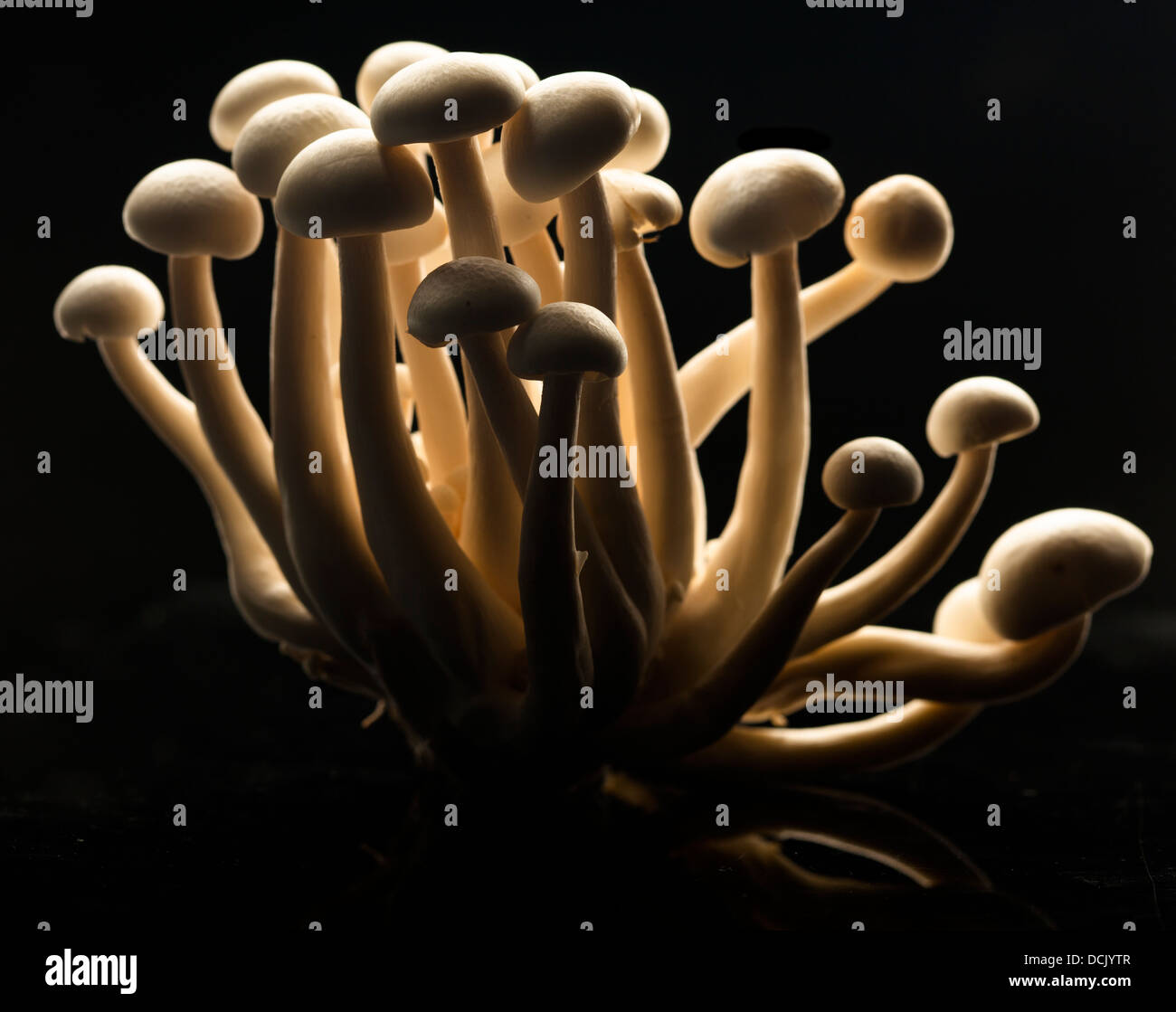 Portrait of mushrooms Stock Photo - Alamy