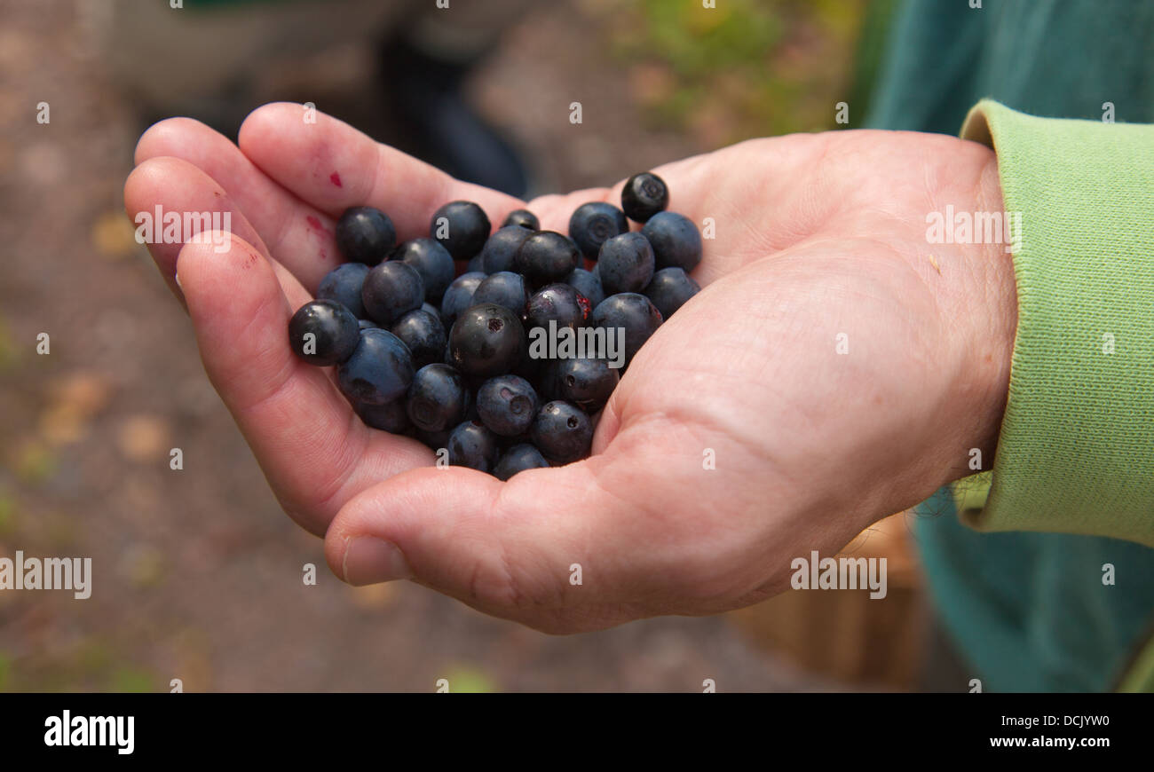 Berry stained hi-res stock photography and images - Alamy