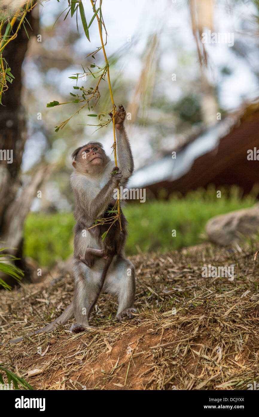 Family of monkeys in an Indian reserve Stock Photo - Alamy