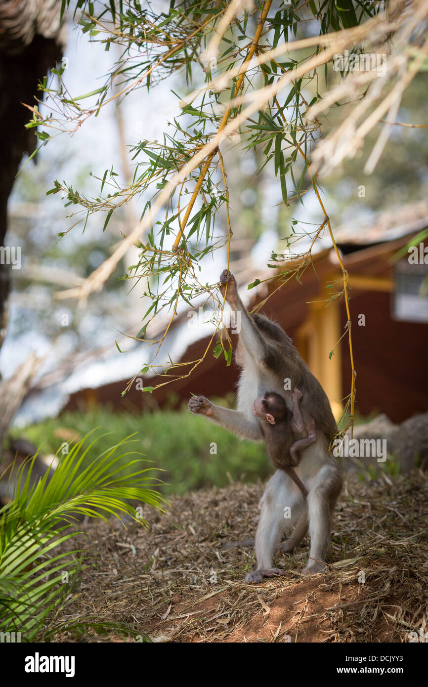 Family of monkeys in an Indian reserve Stock Photo - Alamy